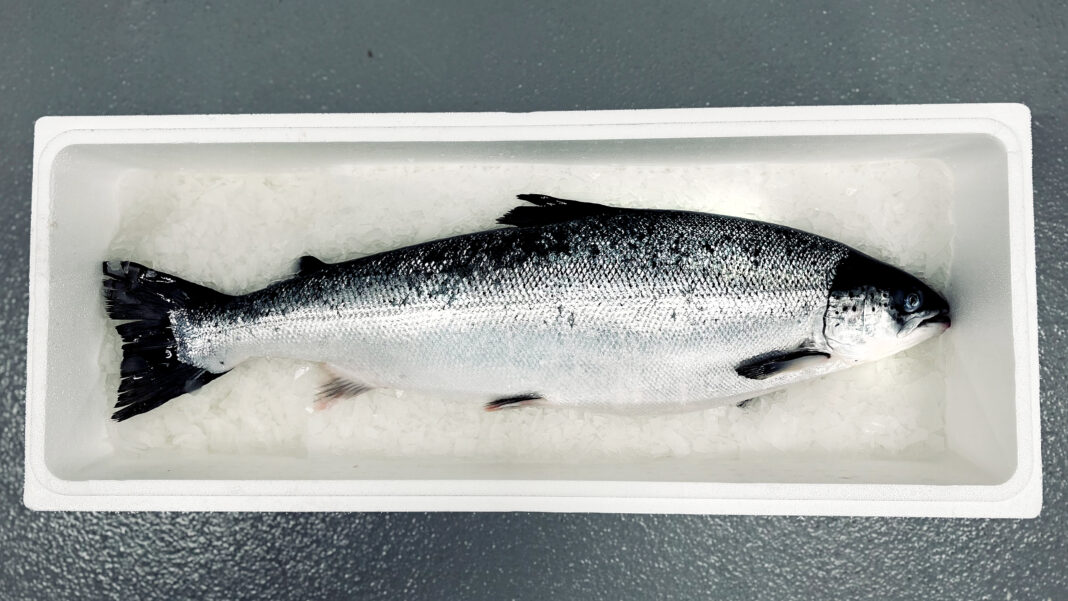 Grieg reports very good results using Aqua Maof technology - Smart Salmon
