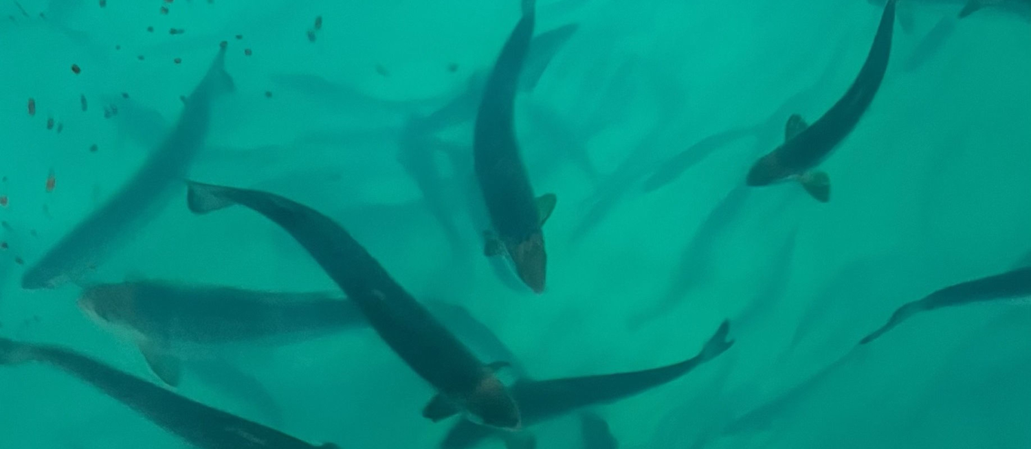 Proximar reports successful transfer of fish to grow-out - Smart Salmon